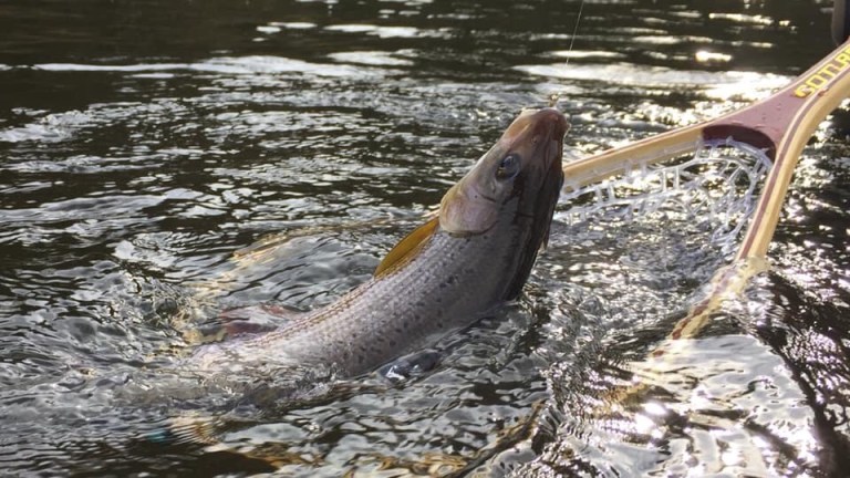 Fishing The Annan – Annan Guiding