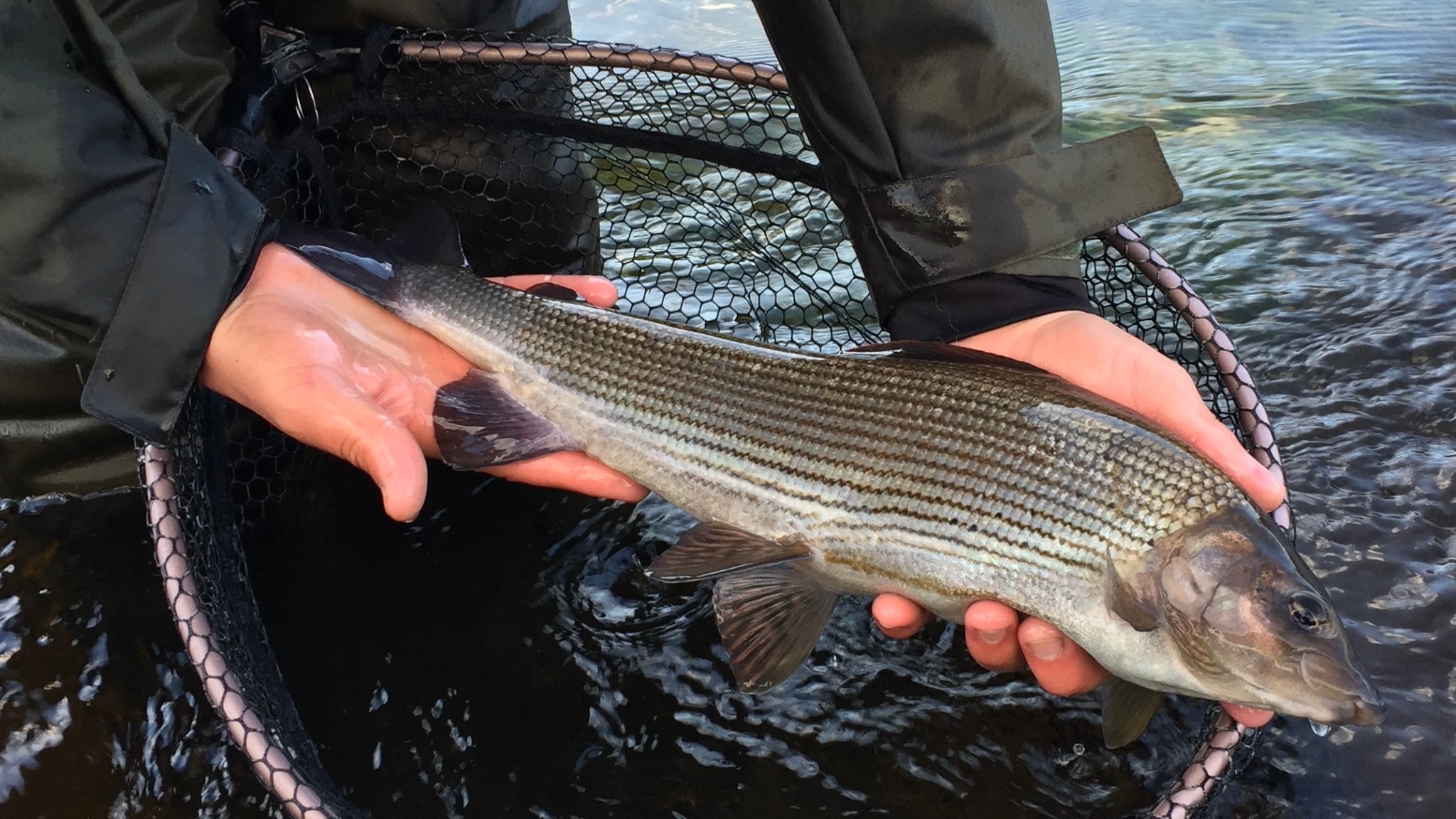 Fishing The Annan – Annan Guiding